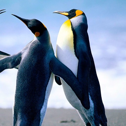 Stream Alexis the goat music | Listen to songs, albums, playlists for ...