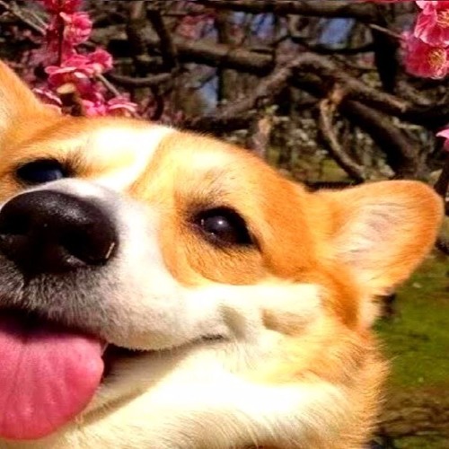 Stream Wesley Gong music | Listen to songs, albums, playlists for free ...