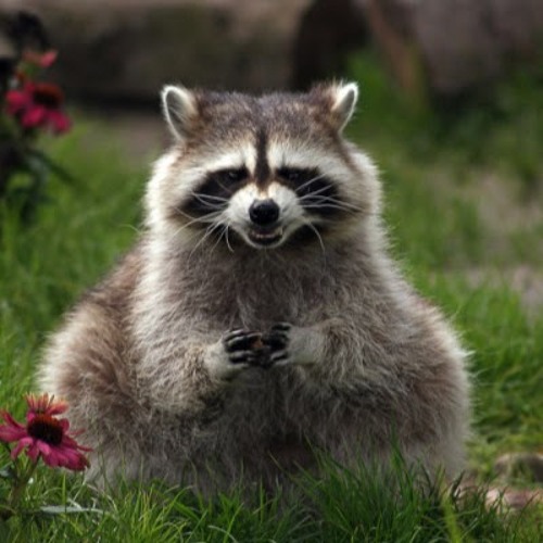 Stream IL PROCIONE SUPREMO music | Listen to songs, albums, playlists ...