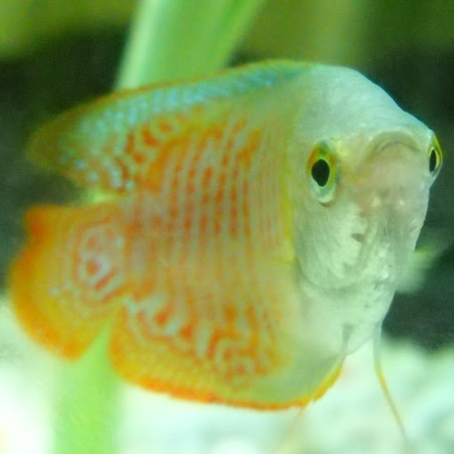 Stream Jane Jones music | Listen to songs, albums, playlists for free ...