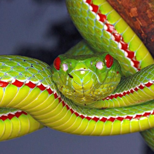 Stream Studio Snake music | Listen to songs, albums, playlists for free ...