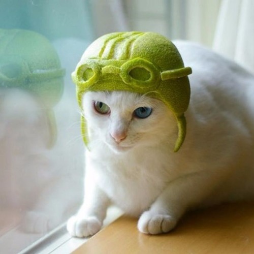 Pomelo Cat