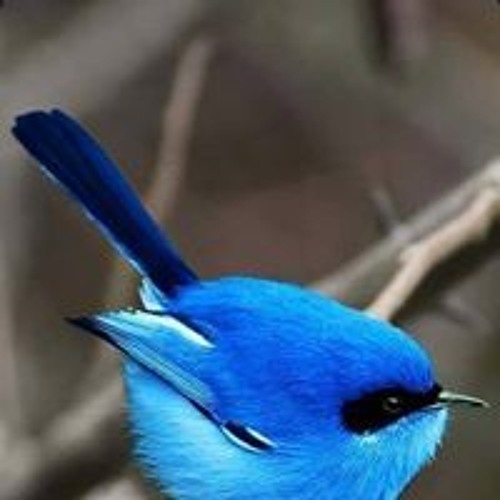 Stream Yulia Burachenko music | Listen to songs, albums, playlists for ...