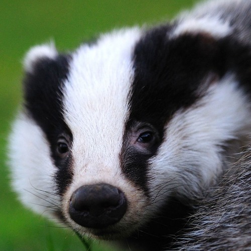 Stream Badger music | Listen to songs, albums, playlists for free on ...