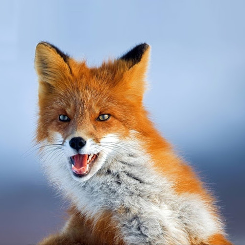 Stream Fox Cherep music | Listen to songs, albums, playlists for free ...