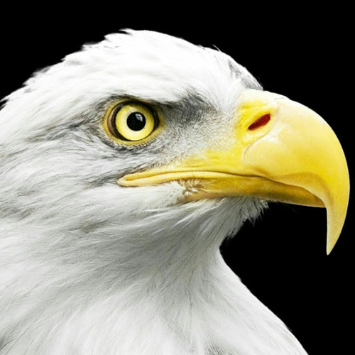 Stream Drawkill Foxy Music Listen To Songs Albums Playlists For