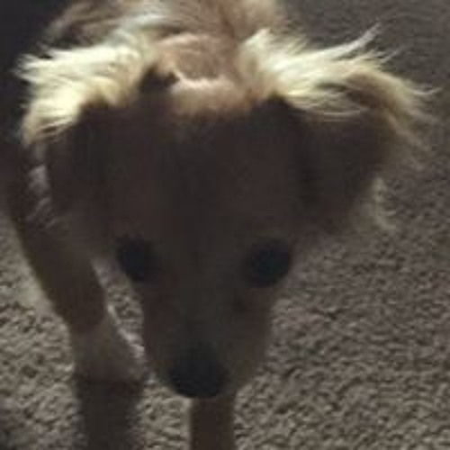 Stream Chazz Jacobs music | Listen to songs, albums, playlists for free ...