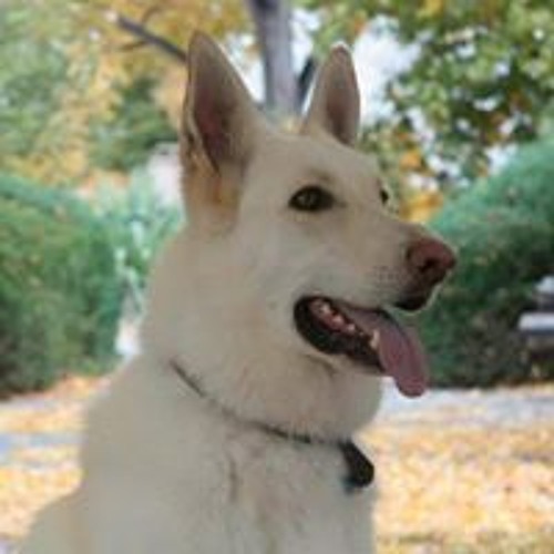 Stream Dustin Z Calhoun music | Listen to songs, albums, playlists for ...