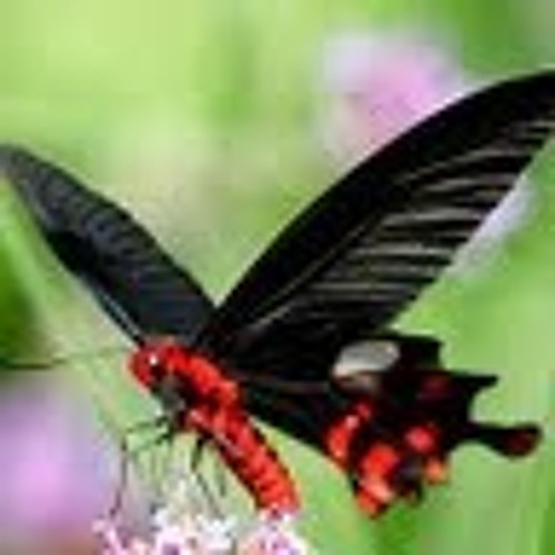 Stream Allison Chou music | Listen to songs, albums, playlists for free ...