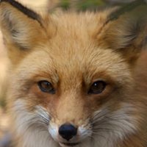 Stream Red Fox music | Listen to songs, albums, playlists for free on ...