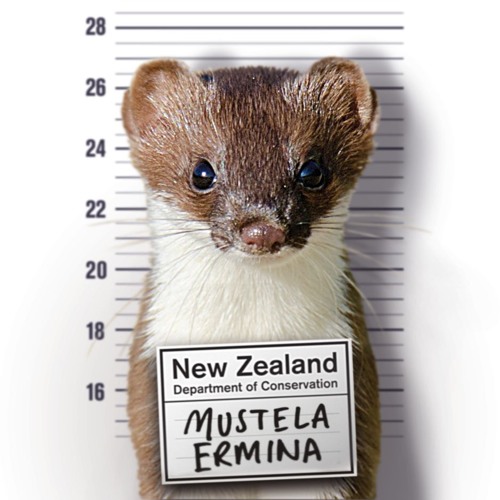 Stream Foxy Stoat music | Listen to songs, albums, playlists for free ...