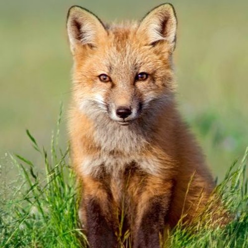 Stream der alte Fuchs music | Listen to songs, albums, playlists for ...