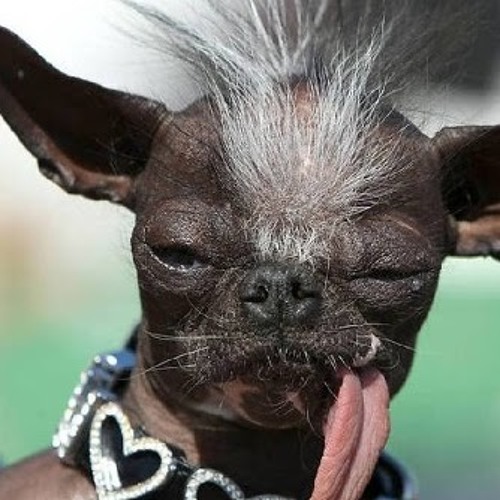 Stream HABABABA music | Listen to songs, albums, playlists for free on ...