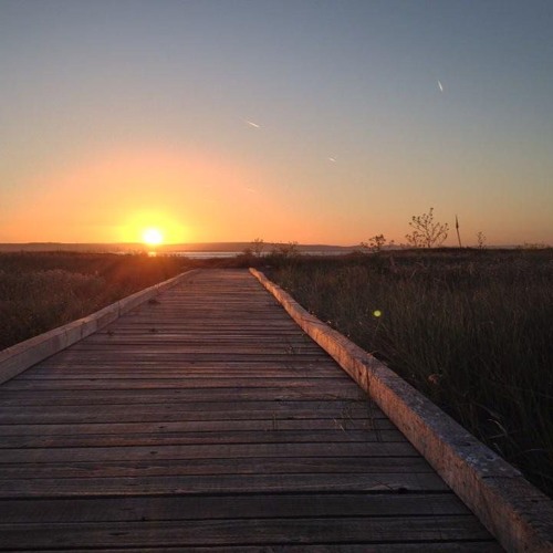 Stream Hawfinch Flight Call 9.11 by Joseph Stockwell | Listen online ...