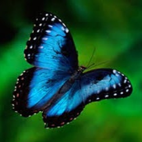Stream Blue Batterfly music | Listen to songs, albums, playlists for ...