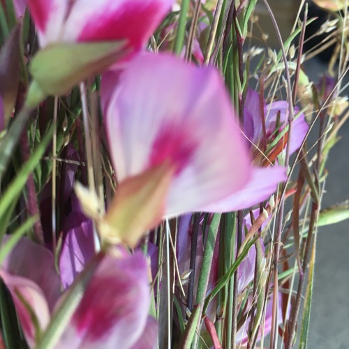 Stream Sarah Cassin 1 music | Listen to songs, albums, playlists for ...