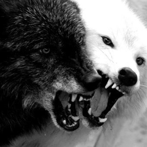 Stream v.ailoa music | Listen to songs, albums, playlists for free on ...