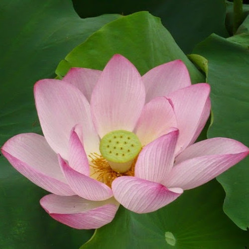 Stream Terzo Capitolo del Libro Ambarabà (Fonetica, Maria Rivas) by ...