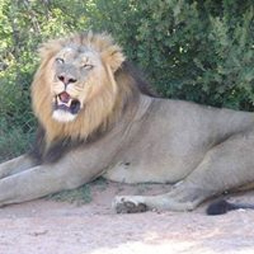 Stream Spore van Hoop, Prof Bieks Beukes 2020 08 11 Psalm 139 by Wilna ...