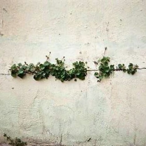 Stream dania ashraf music | Listen to songs, albums, playlists for free ...