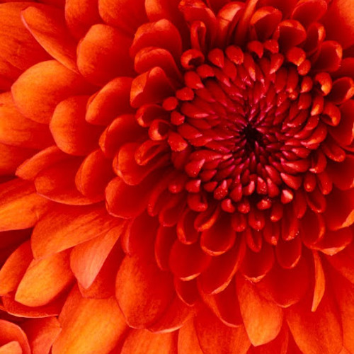 Stream Jamarion Williams music | Listen to songs, albums, playlists for ...