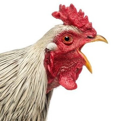 Stream dat chicken from the south music | Listen to songs, albums ...