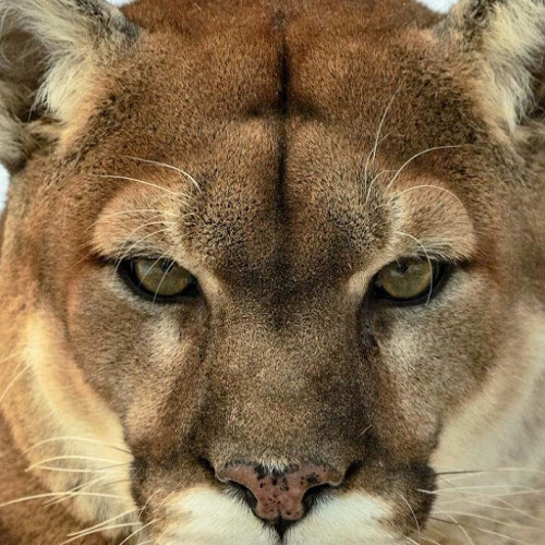 Stream powerful puma music | Listen to songs, albums, playlists for ...