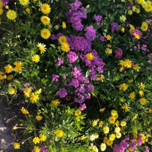 Stream alexa baez music | Listen to songs, albums, playlists for free ...