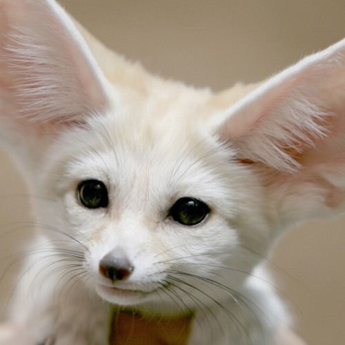 Stream Fennec music | Listen to songs, albums, playlists for free on ...