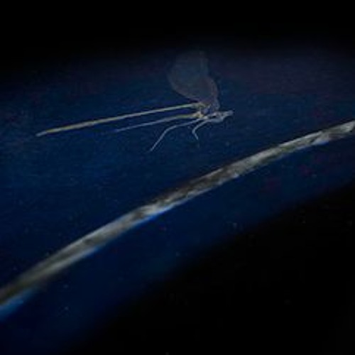 Stream Frozen Dragonfly music | Listen to songs, albums, playlists for ...