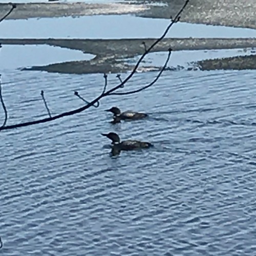 Stream Loons at night by Jennifer Onions Matthews | Listen online for ...