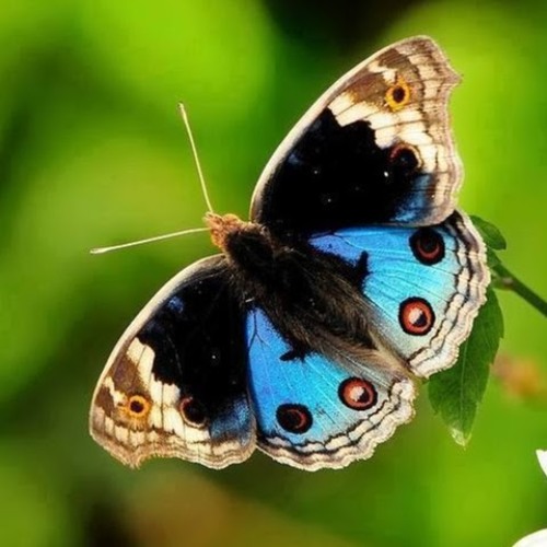 Stream Auk music | Listen to songs, albums, playlists for free on ...