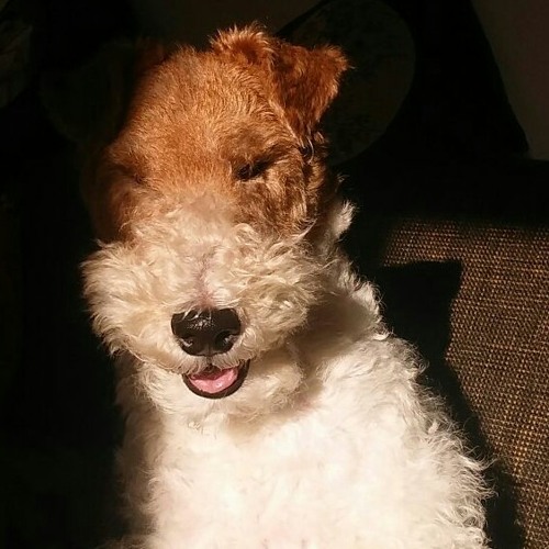 Stream Lenando music | Listen to songs, albums, playlists for free on ...