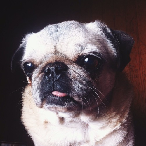 Stream Lil' Pug music | Listen to songs, albums, playlists for free on ...