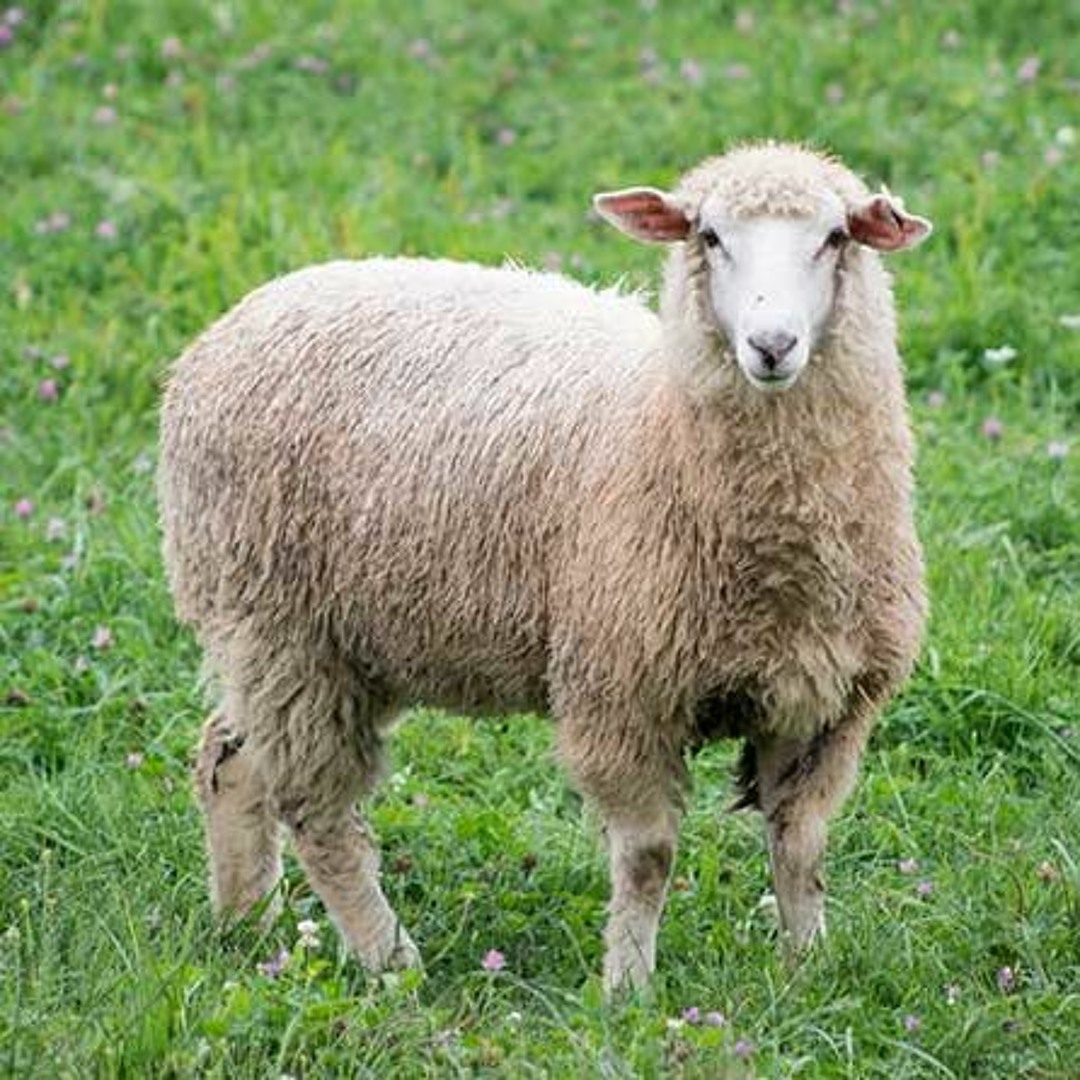 Stream vbvb music | Listen to songs, albums, playlists for free on ...