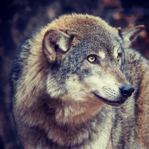 Stream Austrian Kangaroo music | Listen to songs, albums, playlists for ...
