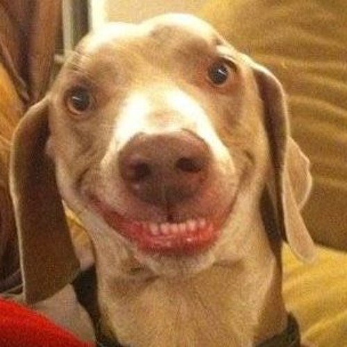 Stream lenny pepperbottom music | Listen to songs, albums, playlists ...