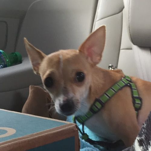 Stream Raiden Shogun Battle Theme (Full Version) by John Ruffini ...