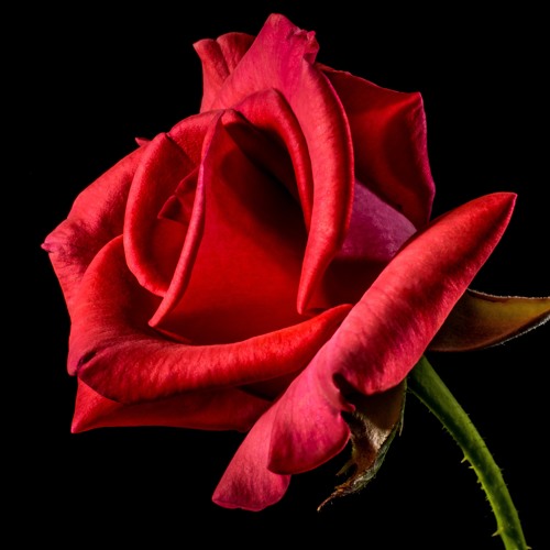 Stream Nicky Rose music | Listen to songs, albums, playlists for free ...