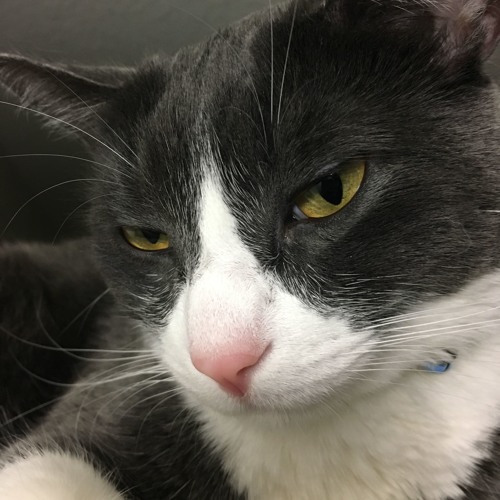 Stream mylan_sam music | Listen to songs, albums, playlists for free on ...