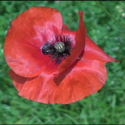 Stream FRED SKELTON WHY REMEMBER WAR by Universal Video Productions ...