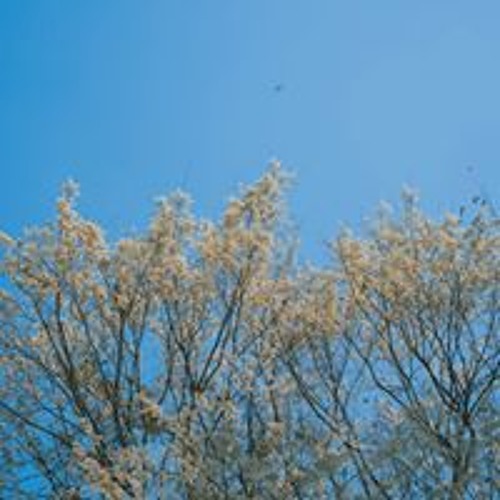 Stream Toby Pham music | Listen to songs, albums, playlists for free on ...