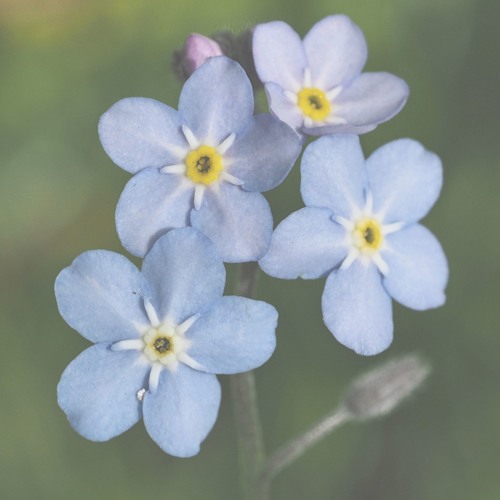 Stream The Sweet Forget-Me-Nots: NL, Canada music | Listen to songs ...