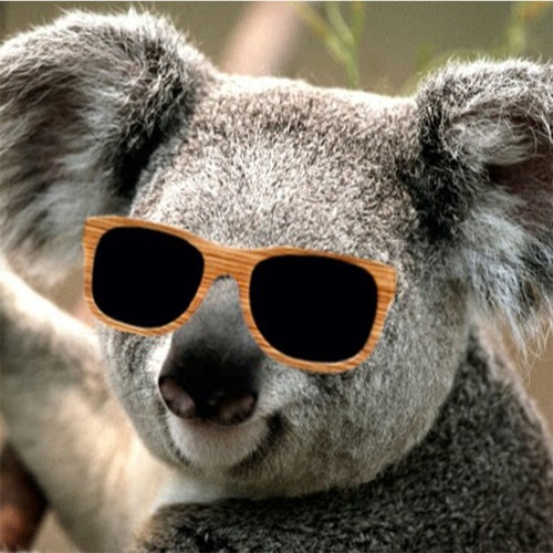 Stream Cool Koala music | Listen to songs, albums, playlists for free ...
