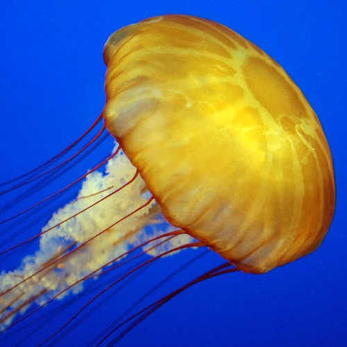 Stream Chasing Madison - Summer City by Zaid Mohammed | Listen online ...