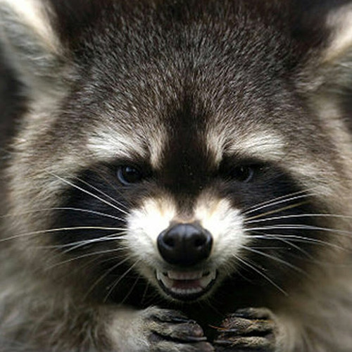 Stream Chicken Nugget Hack lord music | Listen to songs, albums ...