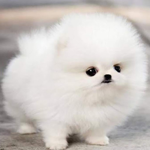 Stream Darcee Snelleman music | Listen to songs, albums, playlists for ...