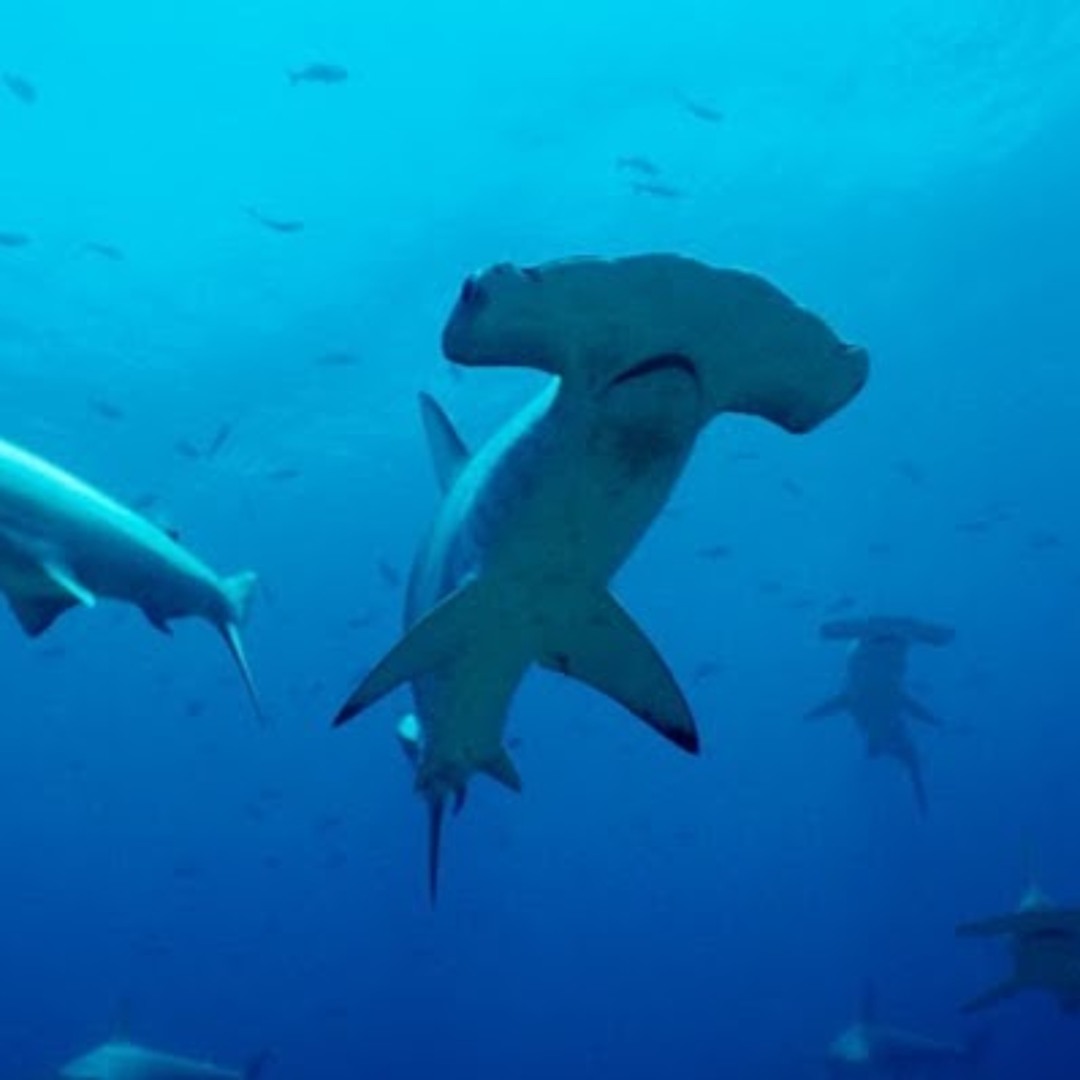 Stream Sunbeams Cast On Love by Media Hydra | Listen online for free on ...