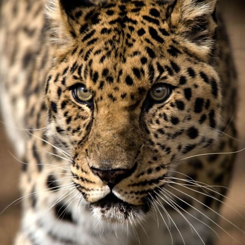 Stream Holy Ninja music | Listen to songs, albums, playlists for free ...