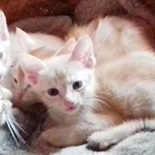 Stream kencho music | Listen to songs, albums, playlists for free on ...